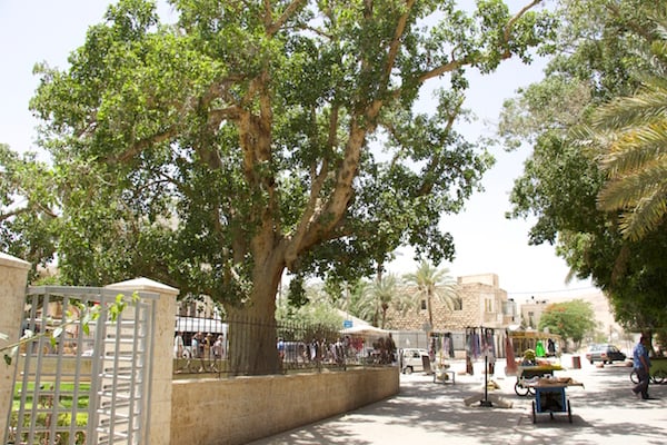 Zaccheus' Tree in Jericho - FaithND